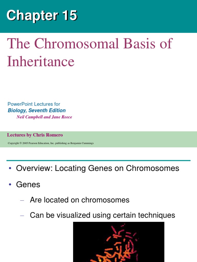 Chapter15 Chromosomal Basis of Inheritance | PDF | Genetic Linkage ...