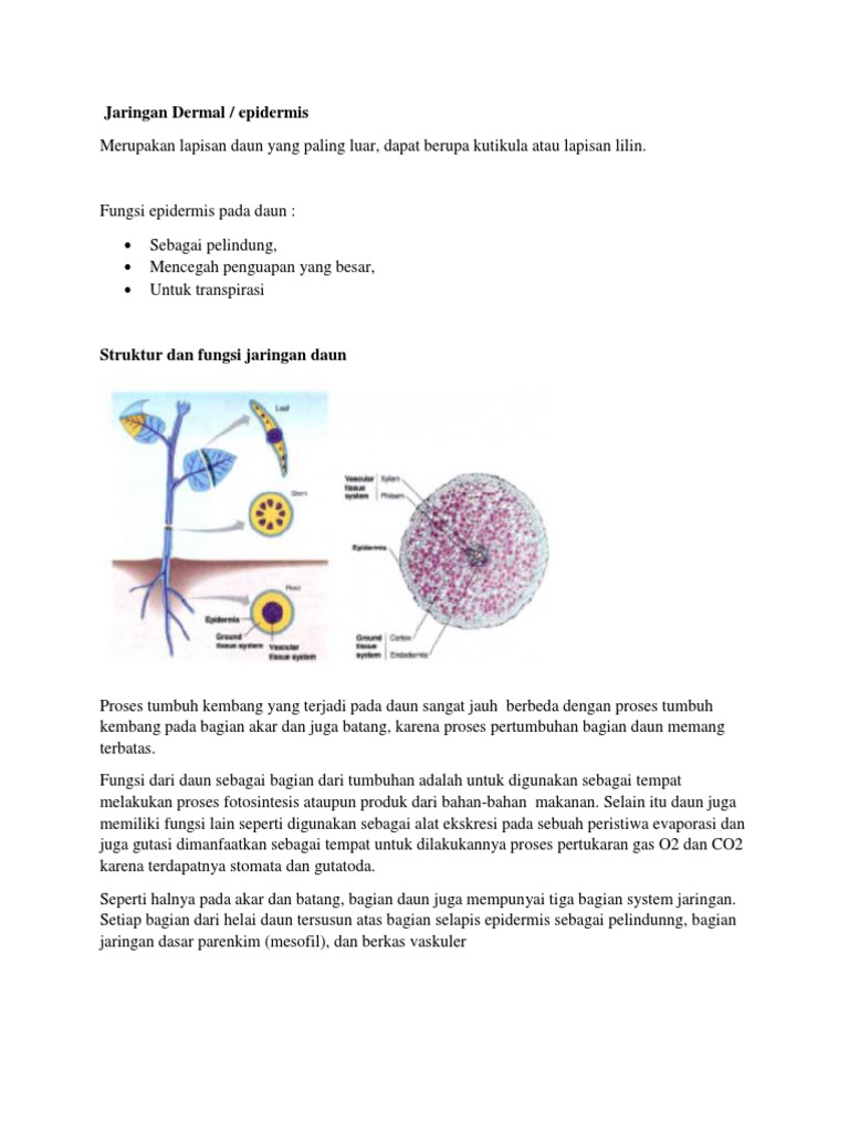 Jaringan Dermal | PDF