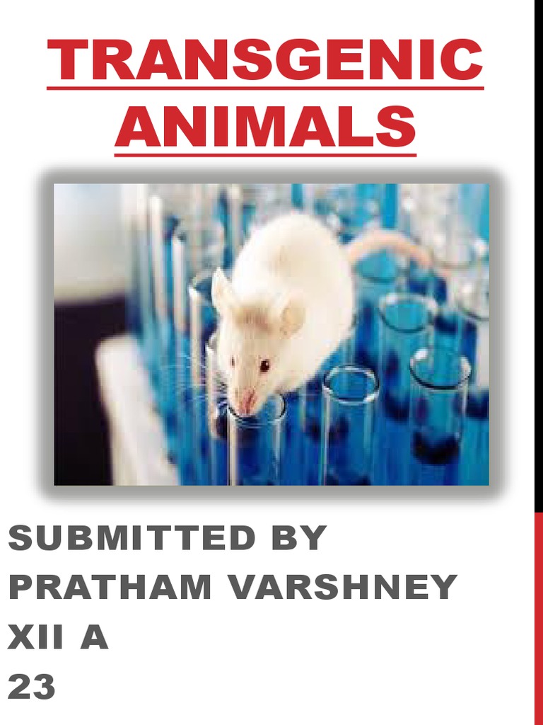 Transgenic Animals: Submitted by Pratham Varshney Xii A 23 | PDF ...