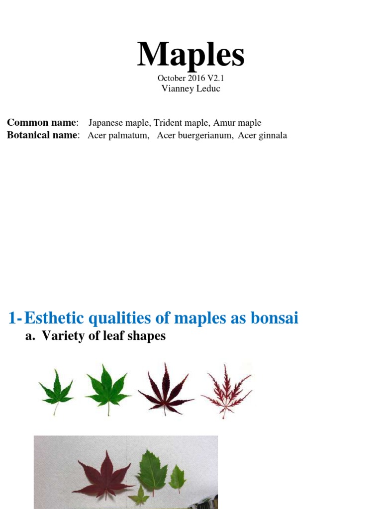 Maples Common Name Japanese Maple Trident Maple Amur Maple Botanical ...