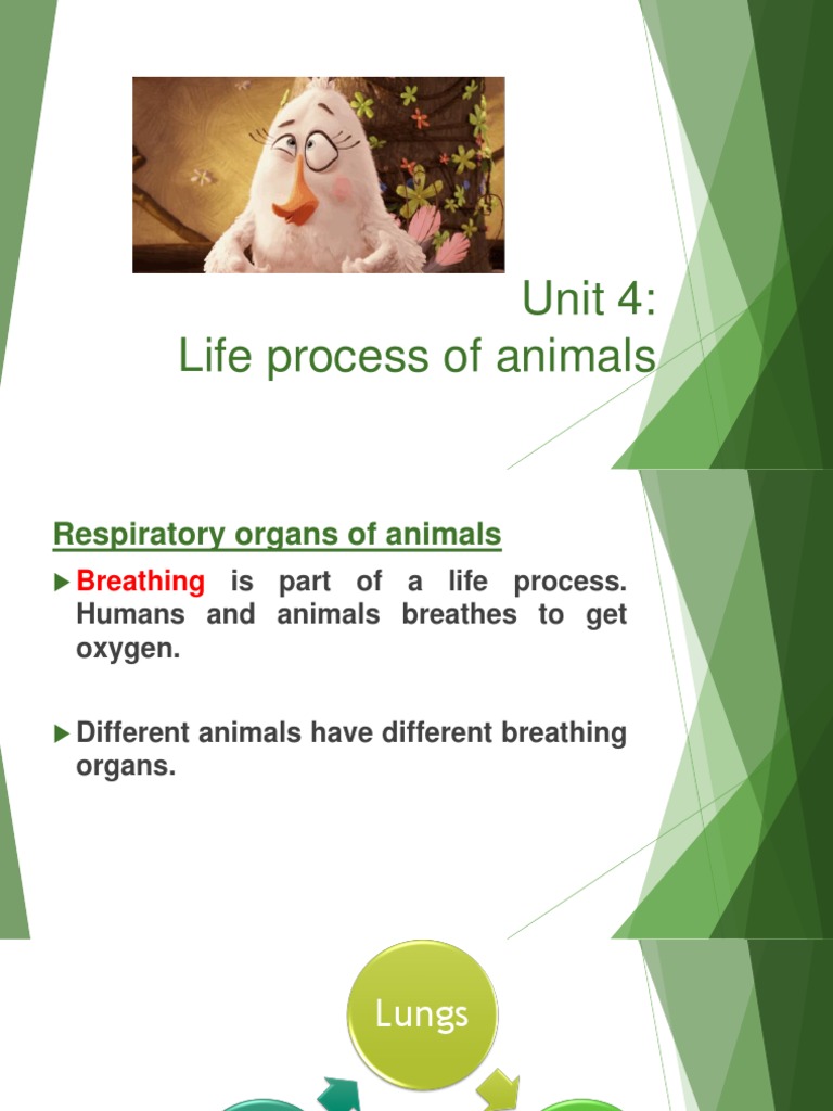 Unit 4-Life Process of Animals | PDF