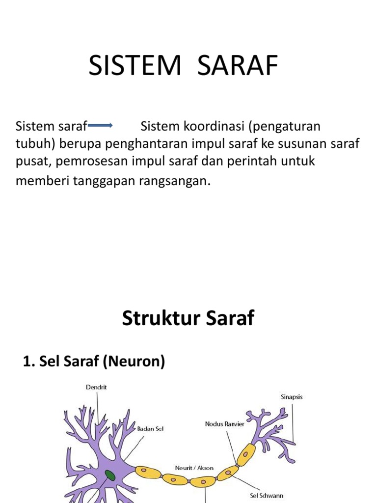 Sistem Saraf | PDF