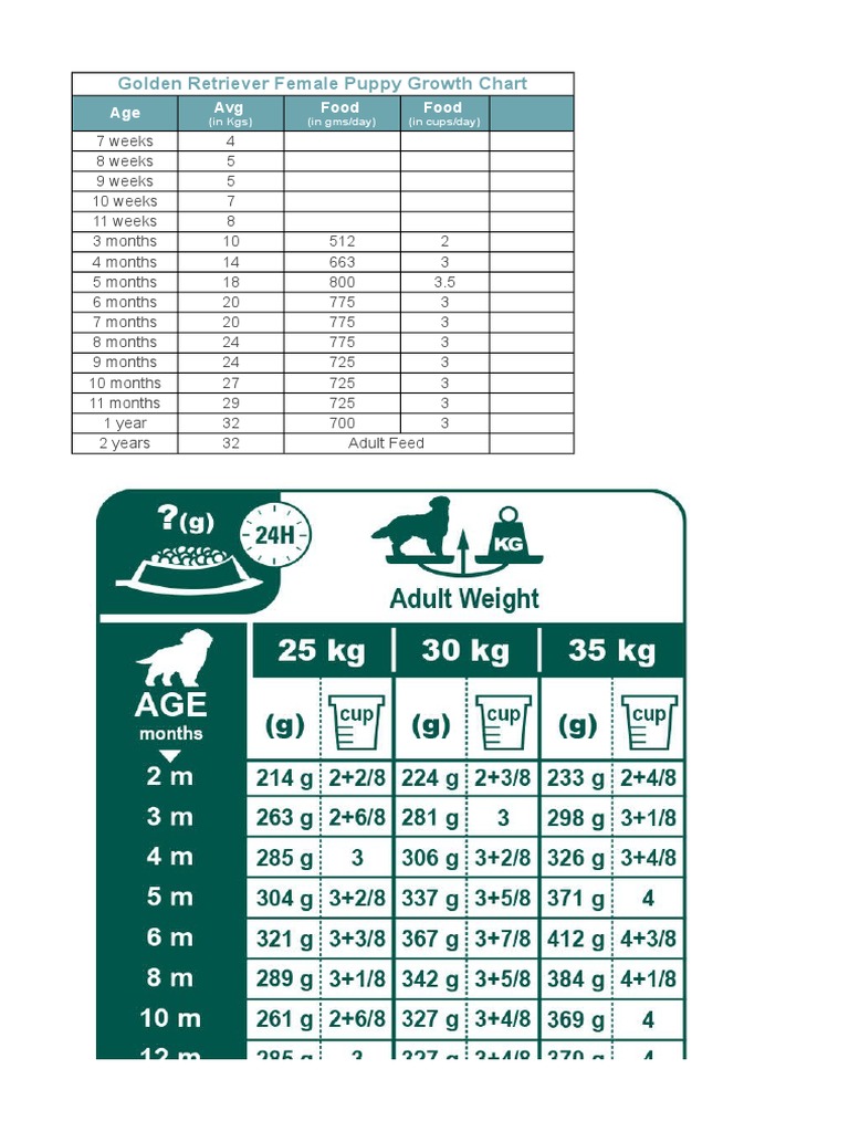 Golden Retriever Female Puppy Growth Chart: Age Avg Food Food | PDF ...