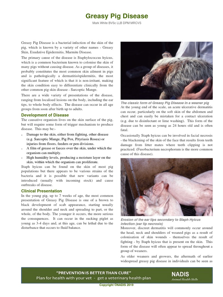 Greasy Pig Disease | PDF | Domestic Pig | Pig