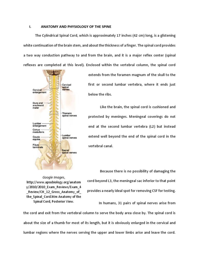 Anatomy and Physiology of The Spine: Google Images | PDF | Vertebral ...