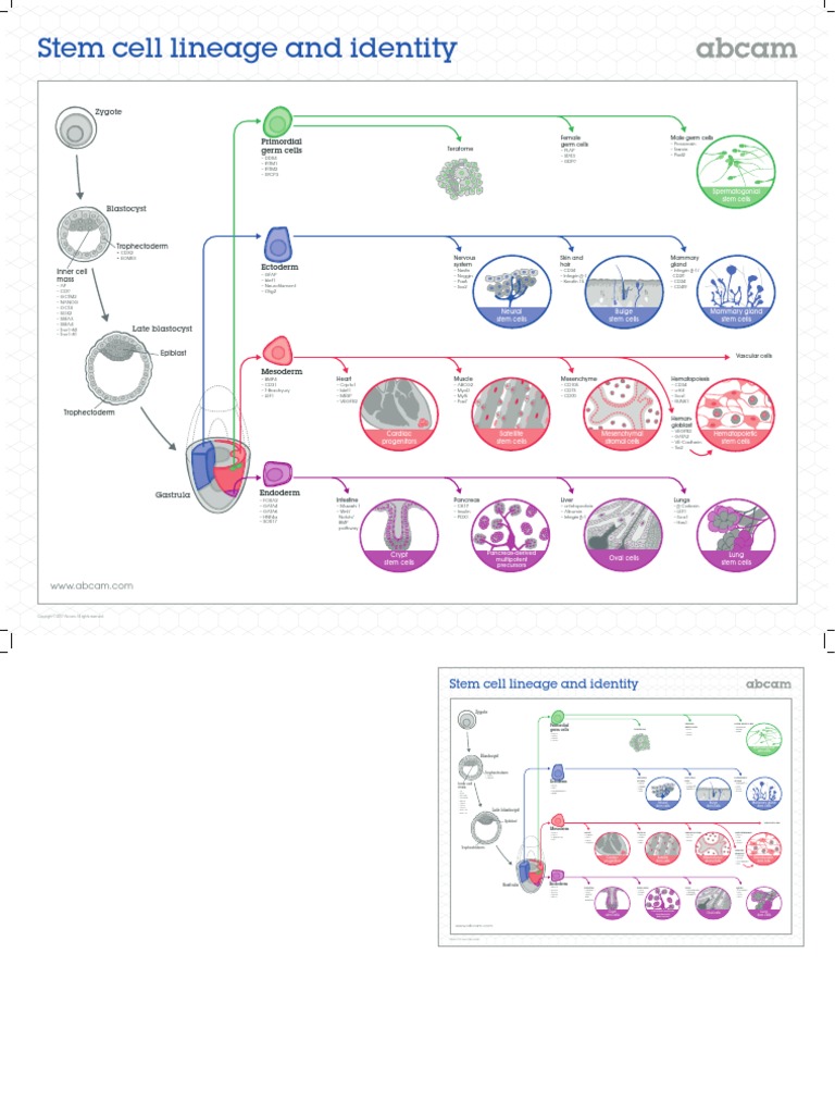 Stem Cell Lineage and Identity: Zygote | PDF | Stem Cell | Cell Potency