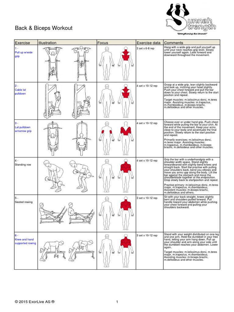 Biceps Exercise Chart Pdf