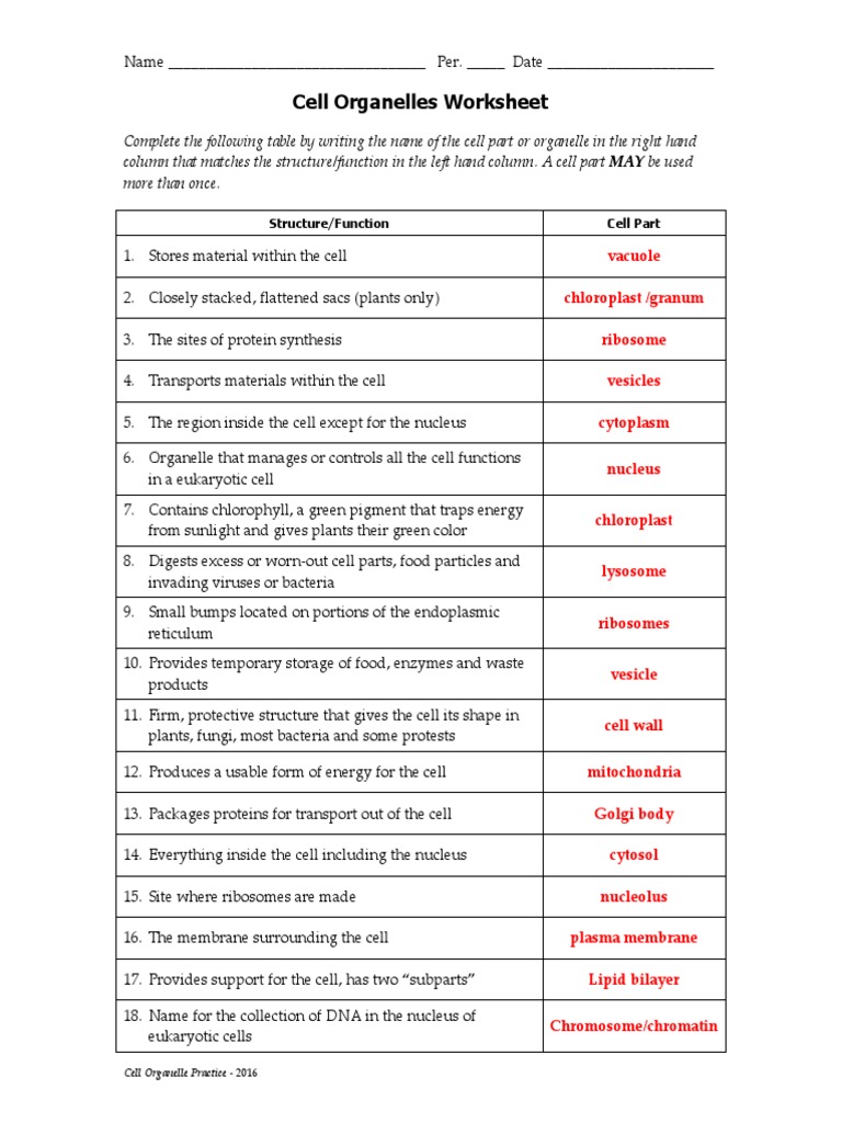 1-Cell Organelles WS 2016 KEY | PDF | Lysosome | Cell (Biology)