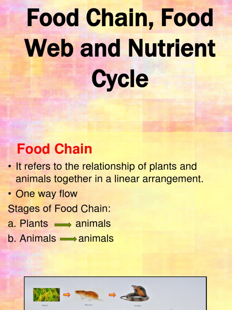 Food Chain, Web, and Nutrient Cycle Overview | PDF | Food Web ...
