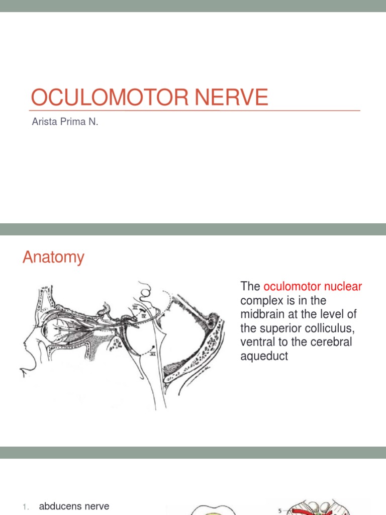 Oculomotor Nerve Anatomy and Function | PDF