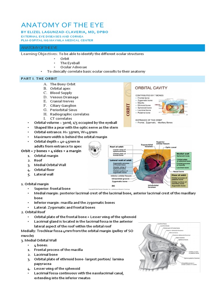Anatomy of The Eye | PDF | Retina | Facial Features