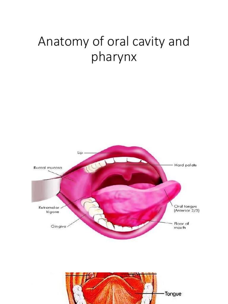 Anatomy of Oral Cavity and Pharynx | PDF