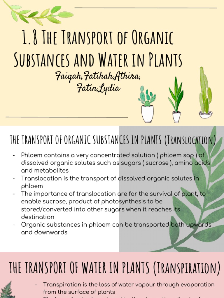 Plant Water and Organic Transport Mechanisms | PDF | Stoma | Leaf