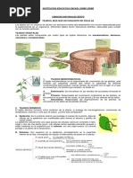 Guia Grado 7 Biologia Tejidos Vegetales | PDF | Plantas | Hoja