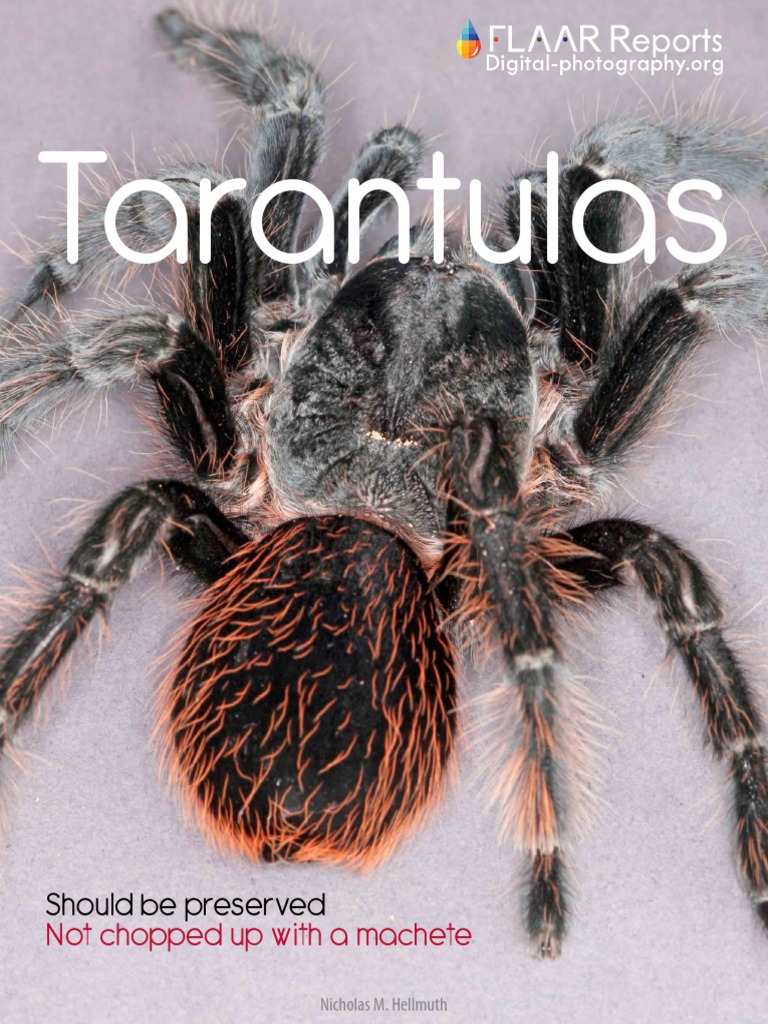Tarantulas Guatemala FLAAR | PDF | Maya Civilization | Turtle