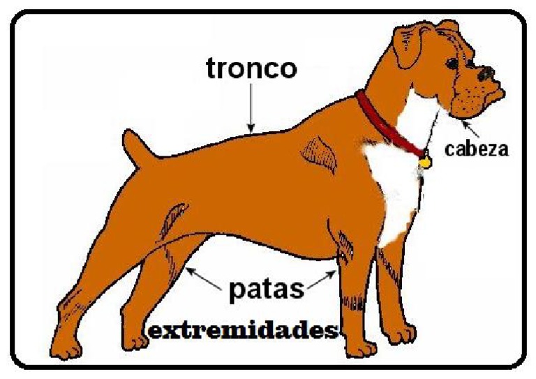 Partes Del Cuerpo de Un Animal | PDF