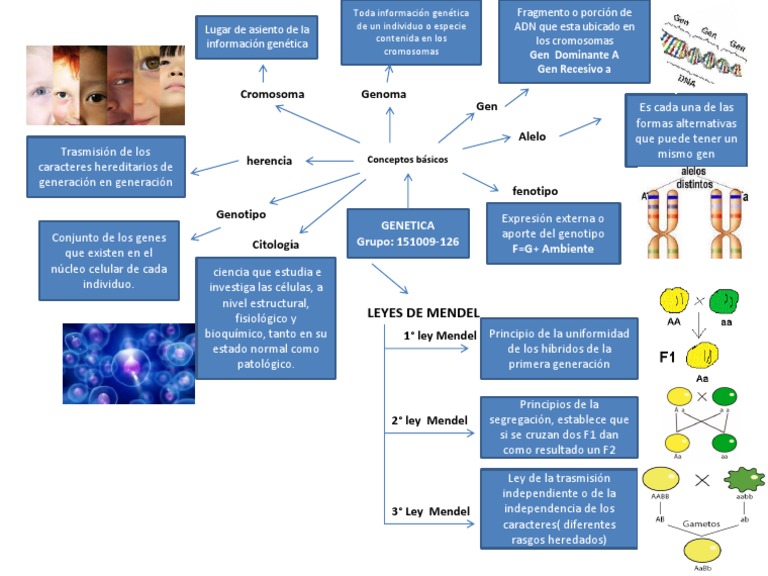 Mapa Mental Genetica | Dominancia (Genética) | Gene