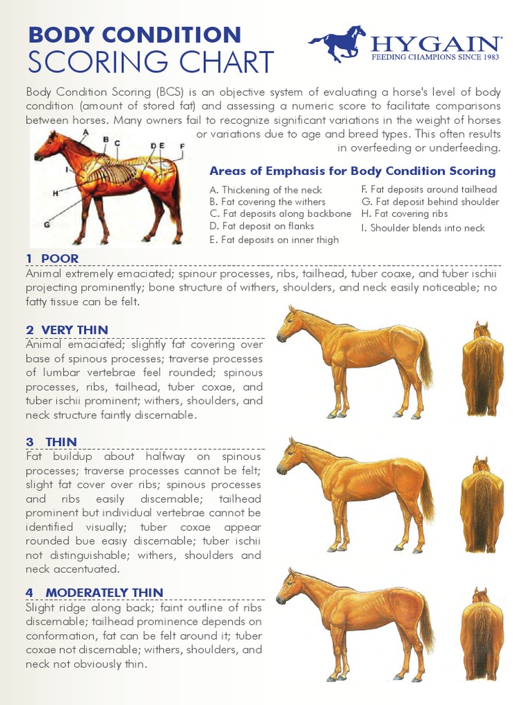 Scoring Chart: Body Condition | PDF | Vertebra | Adipose Tissue