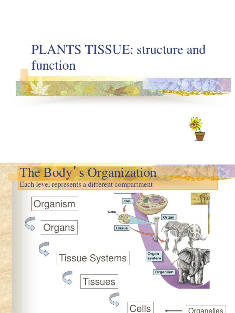 PLANTS TISSUE: Structure and Function | PDF | Tissue (Biology) | Plant Stem