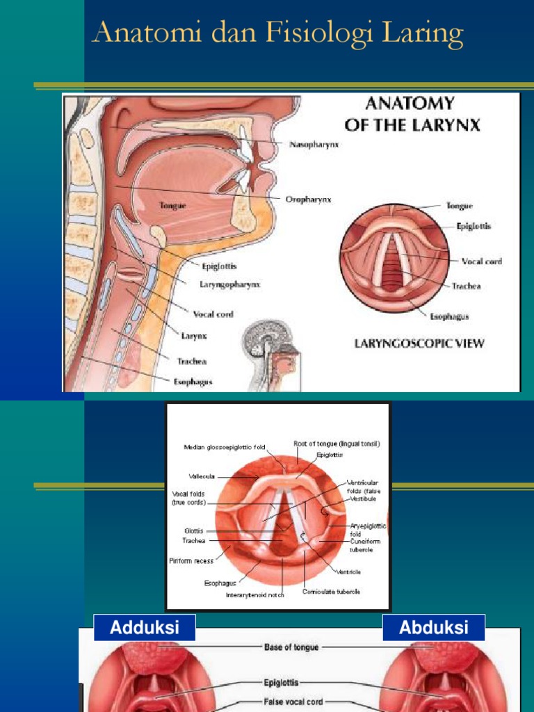 ANATOMI DAN FISIOLOGI LARING | PDF