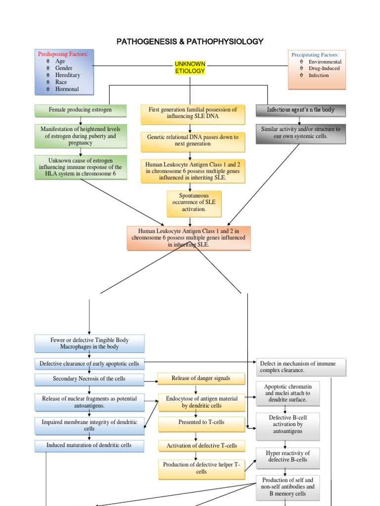 SLE Pathophysiology and Mechanisms | PDF | Systemic Lupus Erythematosus ...