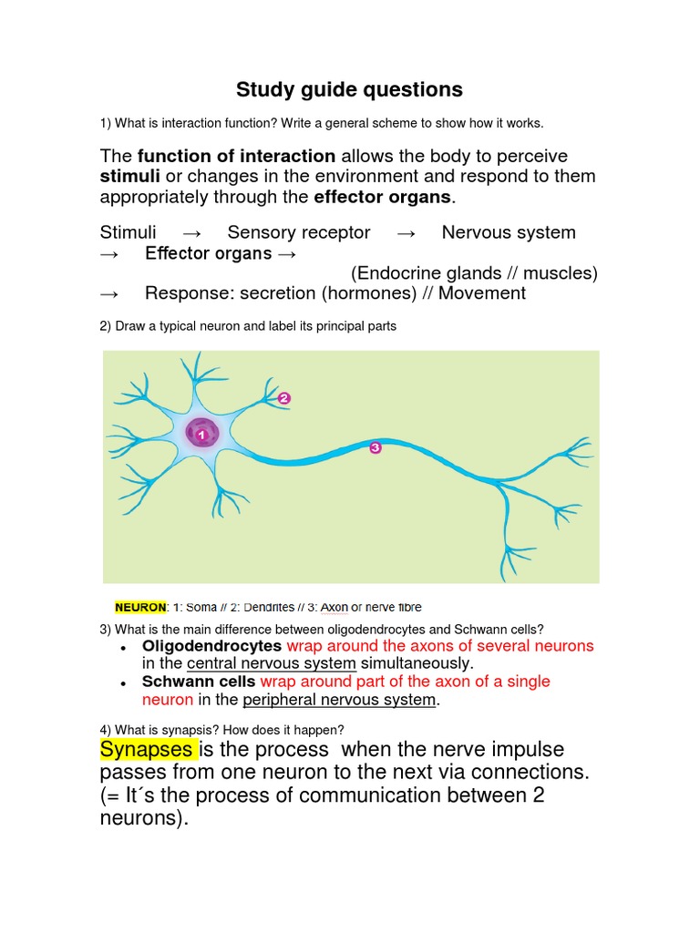 Study Guide Questions | PDF | Neuron | Nervous System