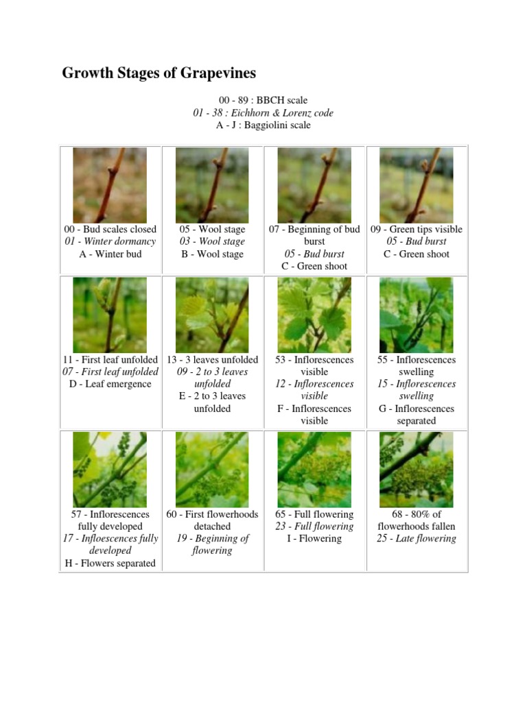 Grape Growth Stages and BBCH Scale | PDF
