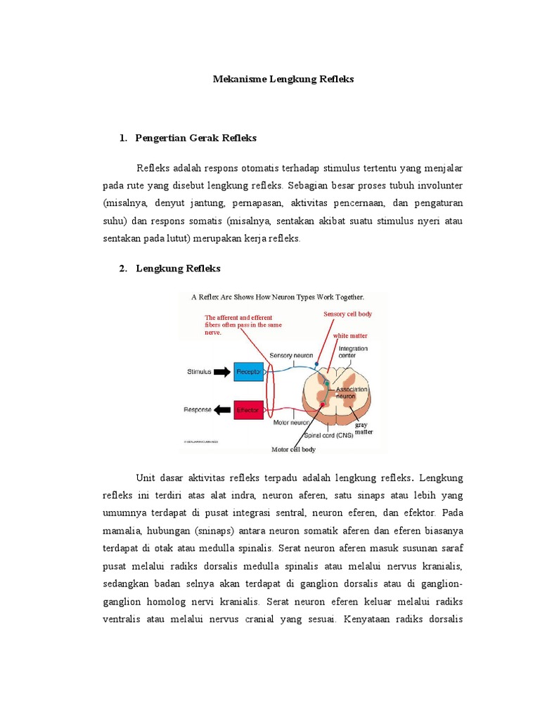 Mekanisme Lengkung Refleks | PDF