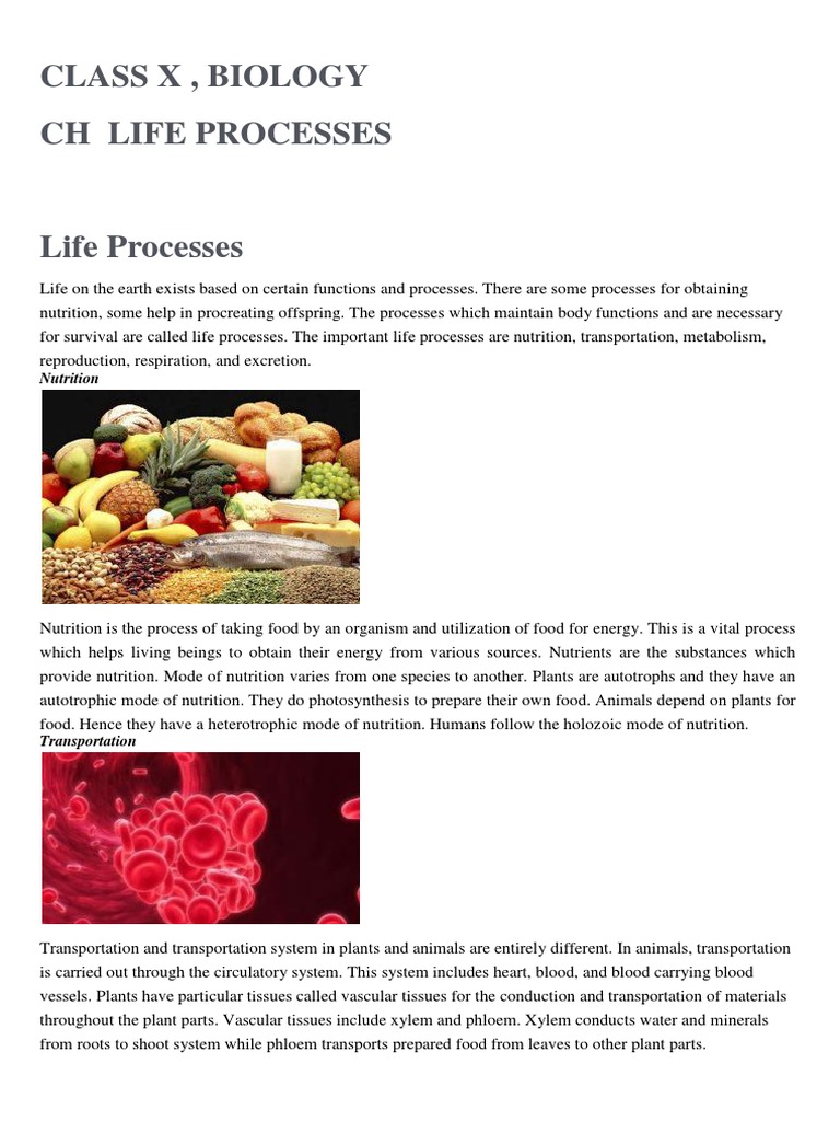 Class 10 Notes CH Life Processes | PDF | Cellular Respiration | Digestion
