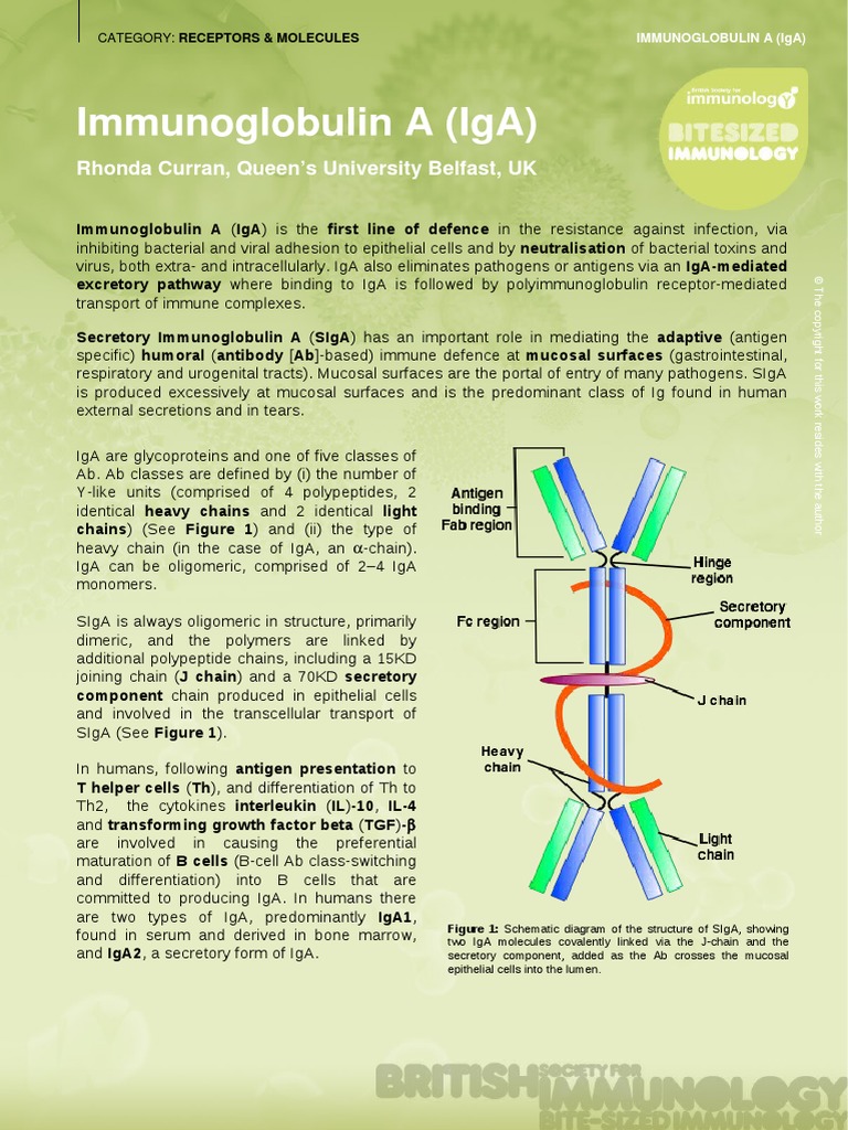 Immunoglobulin A (Iga) | PDF | Antibody | Nutrients