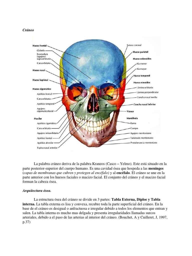Huesos Del Cráneo | PDF | Cráneo | Anatomía humana