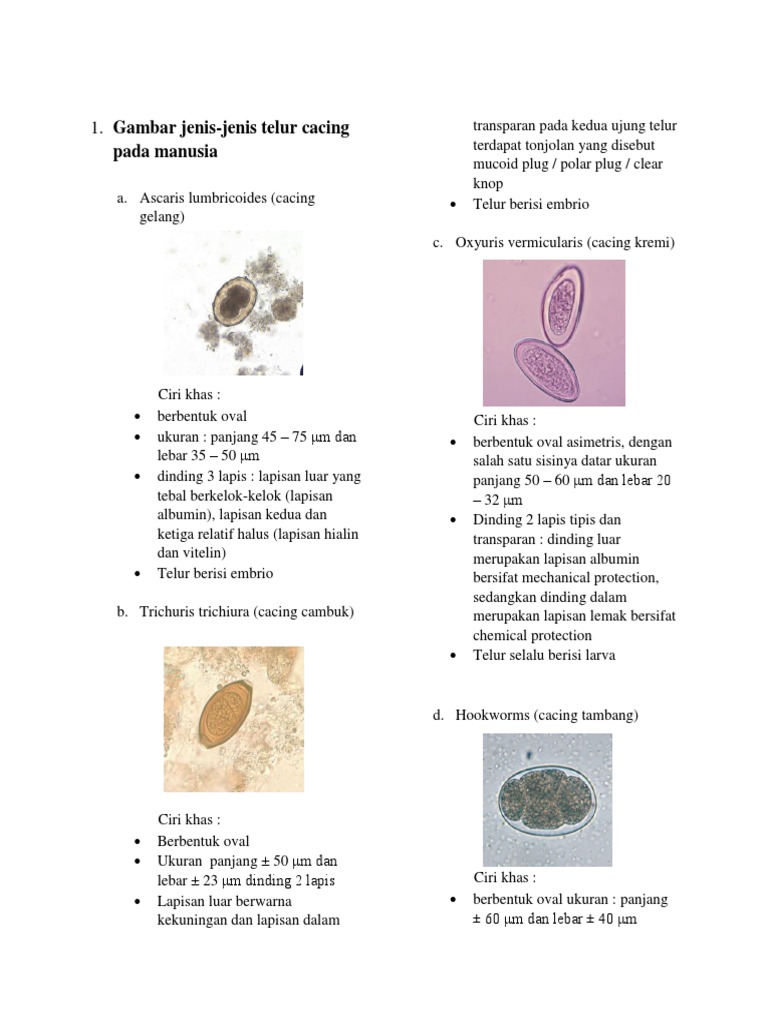 Telur Cacing Pada Manusia | PDF