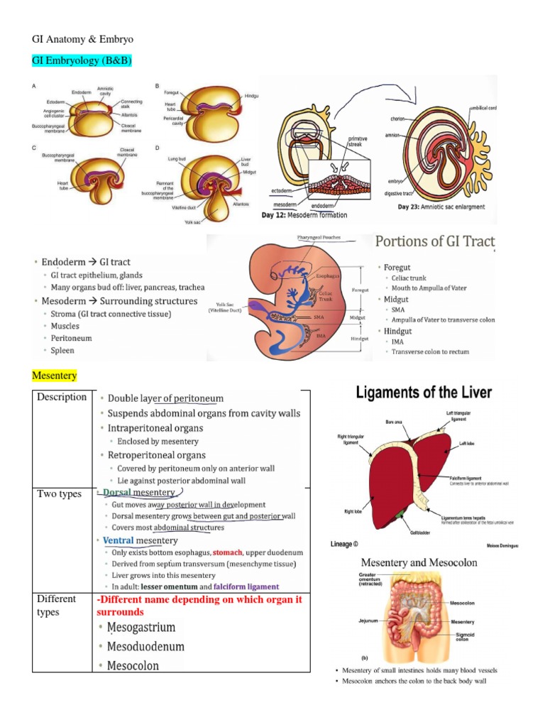 GI Anatomy & Embryo | PDF