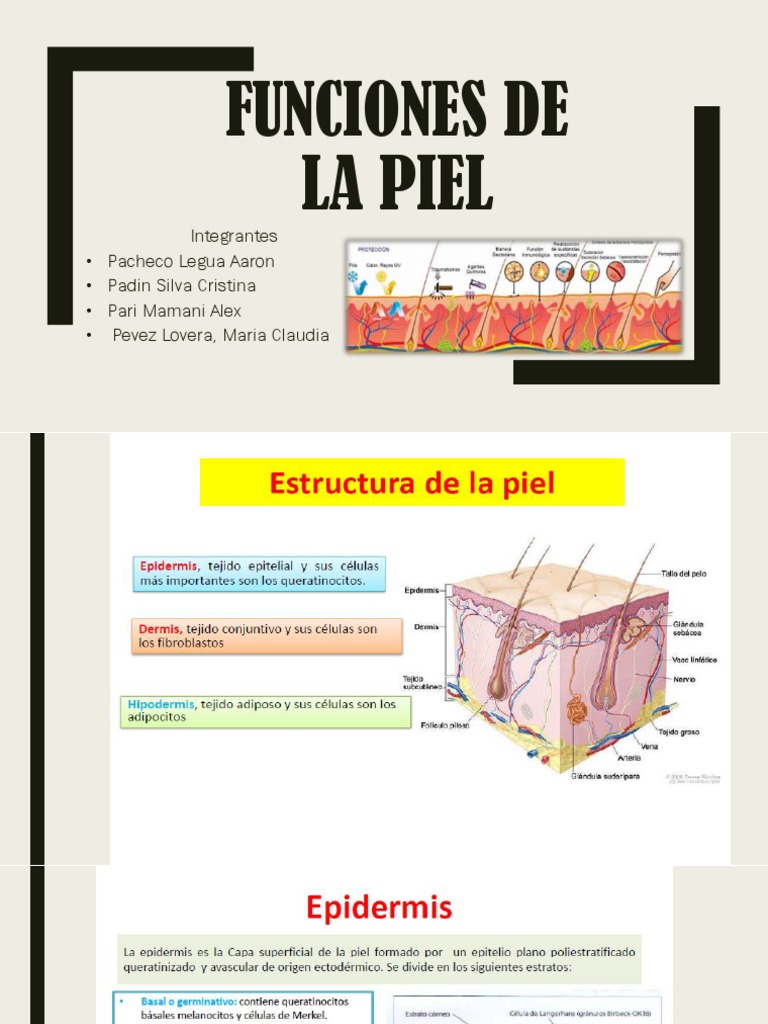 Funciones Esenciales de la Piel | PDF | Clavo (anatomía) | Piel