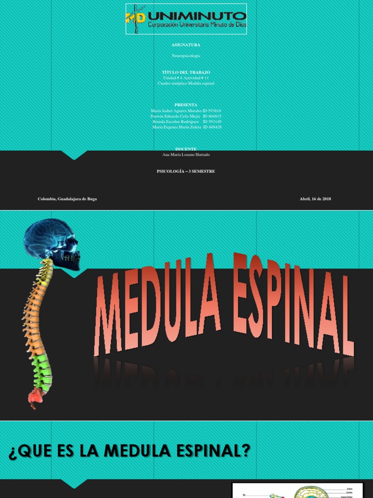 Diapositiva Medula Espinal | PDF | Materia gris | Médula espinal