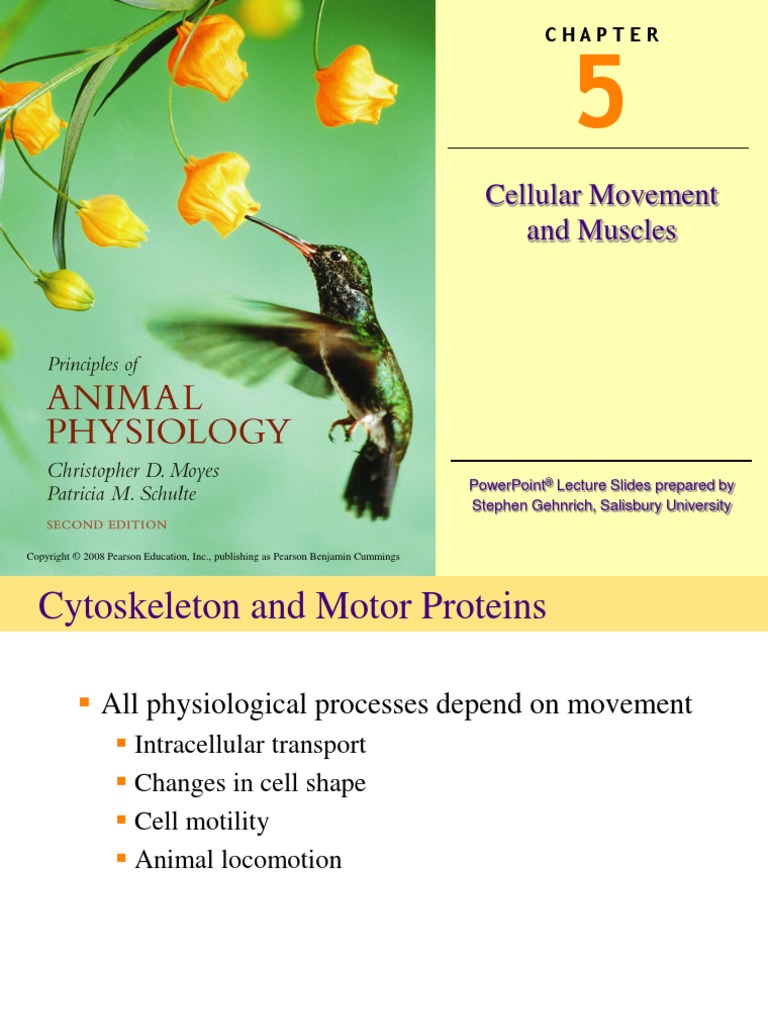 Cellular Movement and Muscles: Powerpoint Lecture Slides Prepared by ...