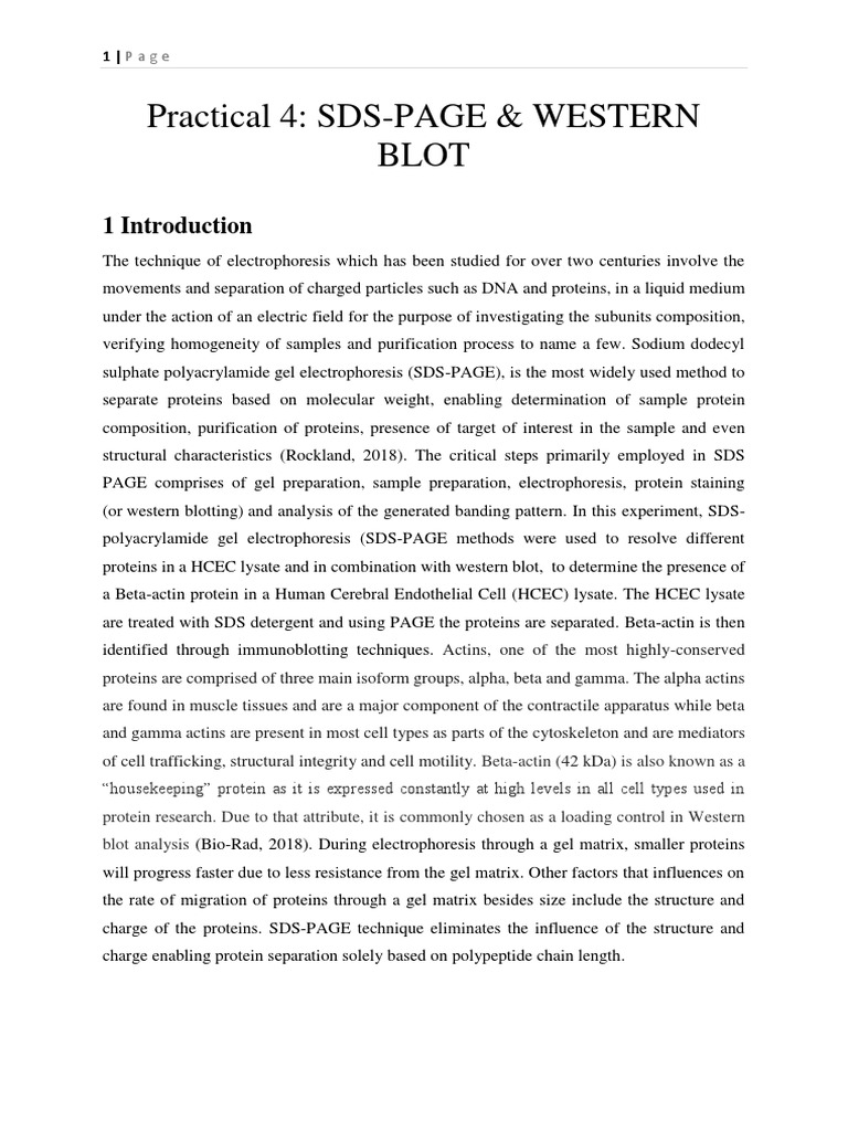 Lab Report Sds-Page WB - PT 1 (1-5) | PDF | Western Blot | Gel ...