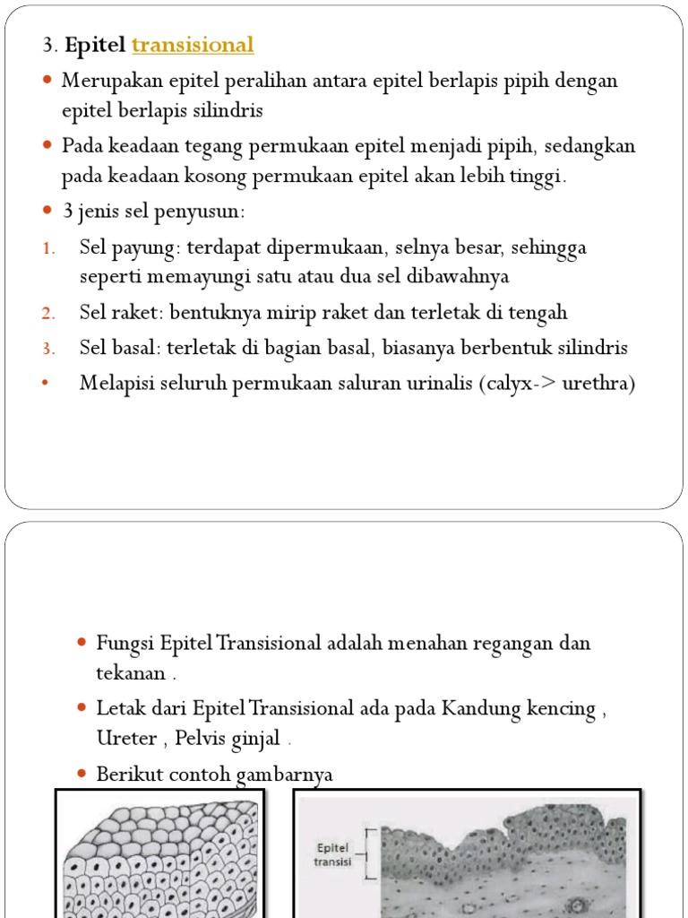 Epitel Transisional Jenis Sel dan Fungsinya | PDF