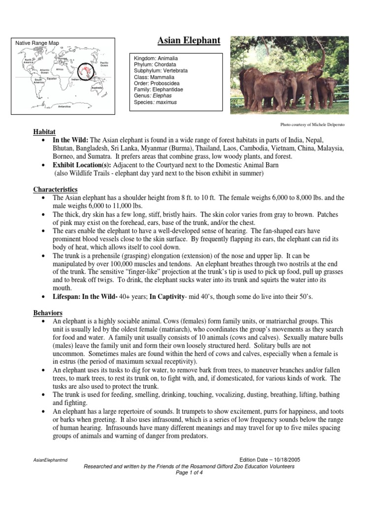 Asian Elephant | PDF | Elephant | Calf