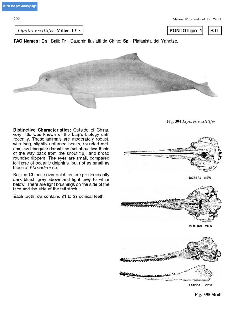 Lipotes Vexillifer Miller, 1918: FAO Names: en - Baiji FR - Dauphin ...