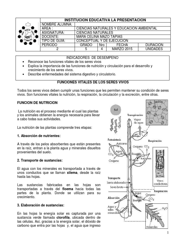 Funciones Vitales de Los Seres Vivos | PDF | Fotosíntesis | Digestión