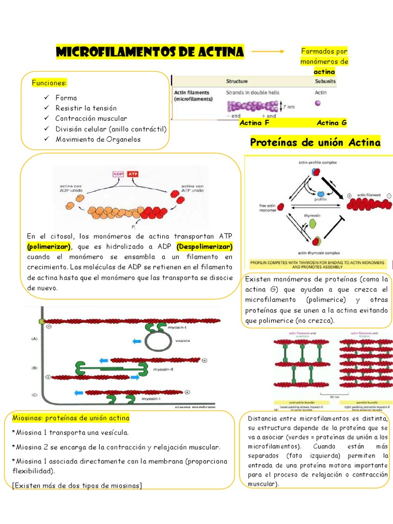 Funciones y Estructura de Microfilamentos de Actina | PDF | Nucleo ...