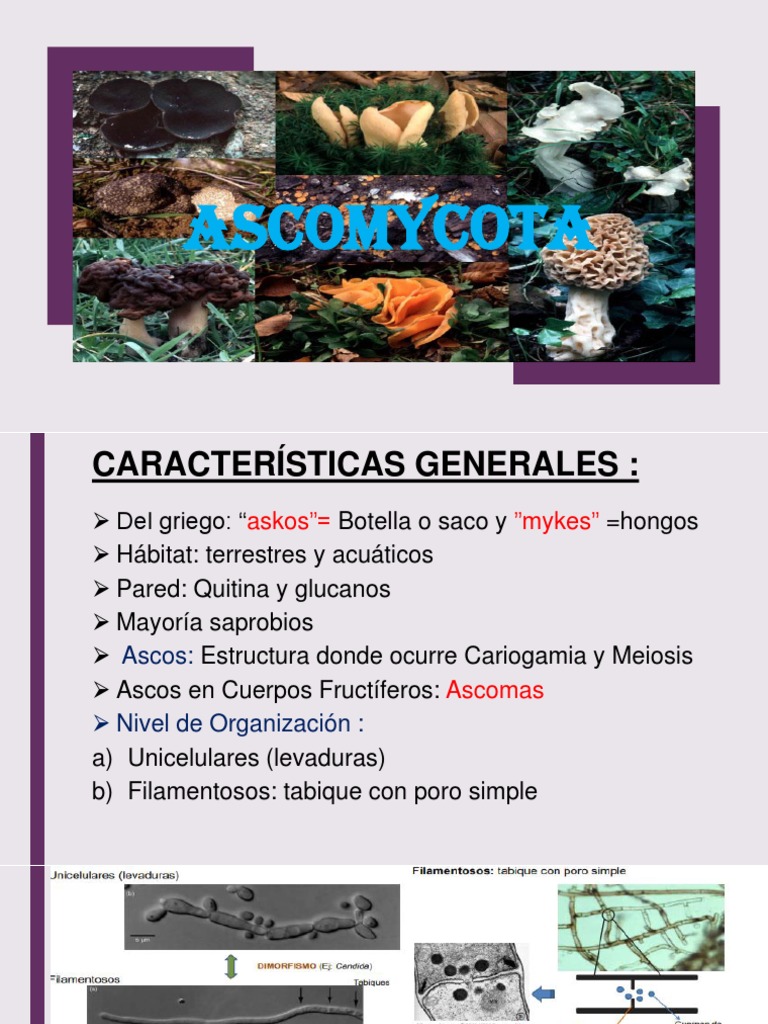 Ascomycota | PDF | Hongo | Biología