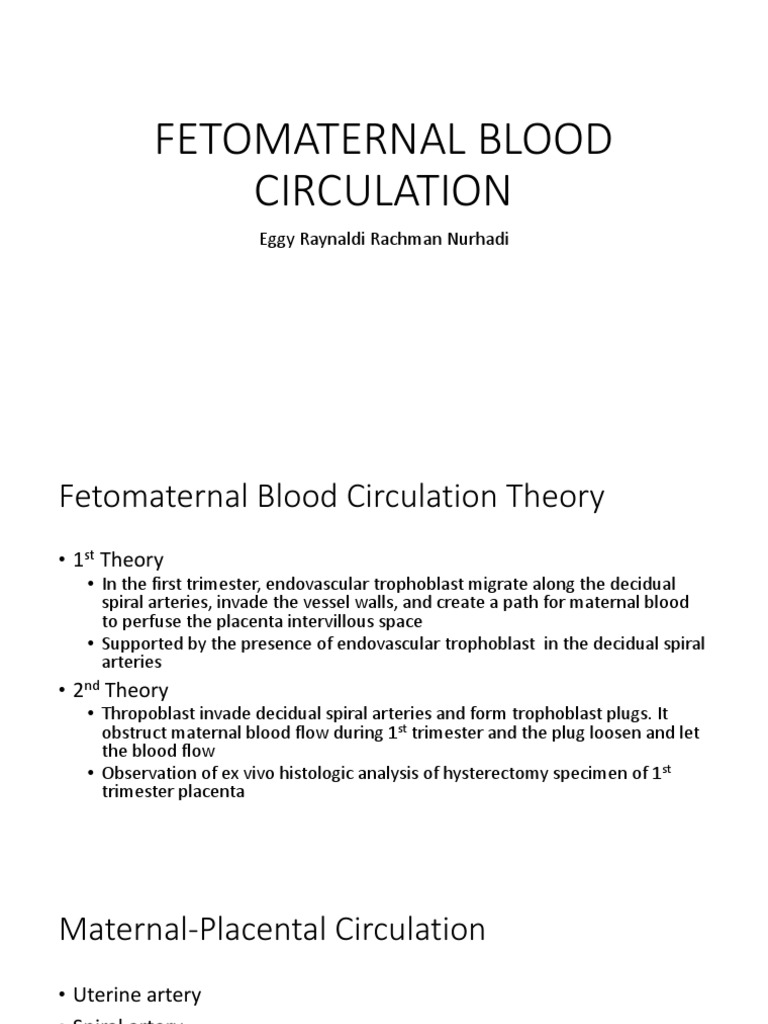 Fetomaternal Blood Circulation Explained | PDF