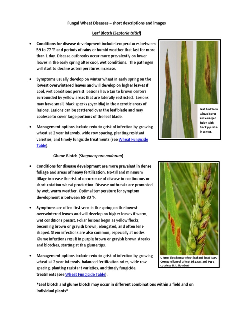Wheat Fungal Diseases Guide | PDF | Pest (Organism) | Microbiology