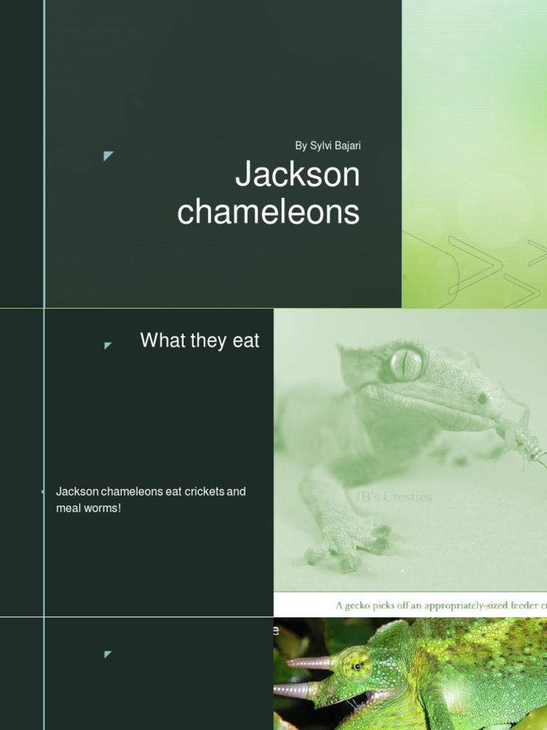 Jackson Chameleons | PDF
