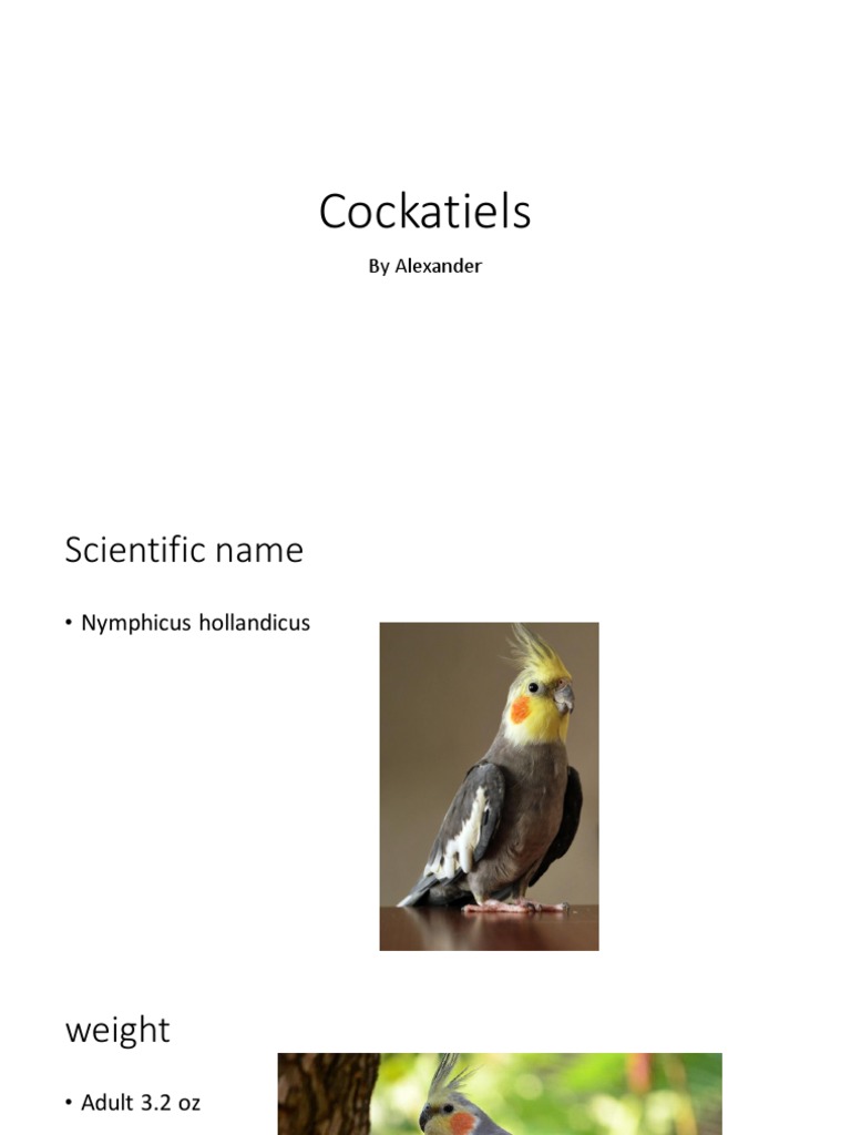 Cockatiels 2 | PDF