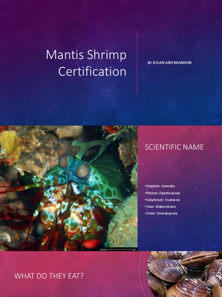 Mantis Shrimp | PDF | Predation | Organisms