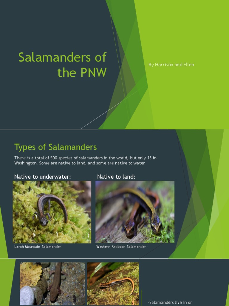 Salamanders | PDF | Vertebrates | Amphibious Organisms