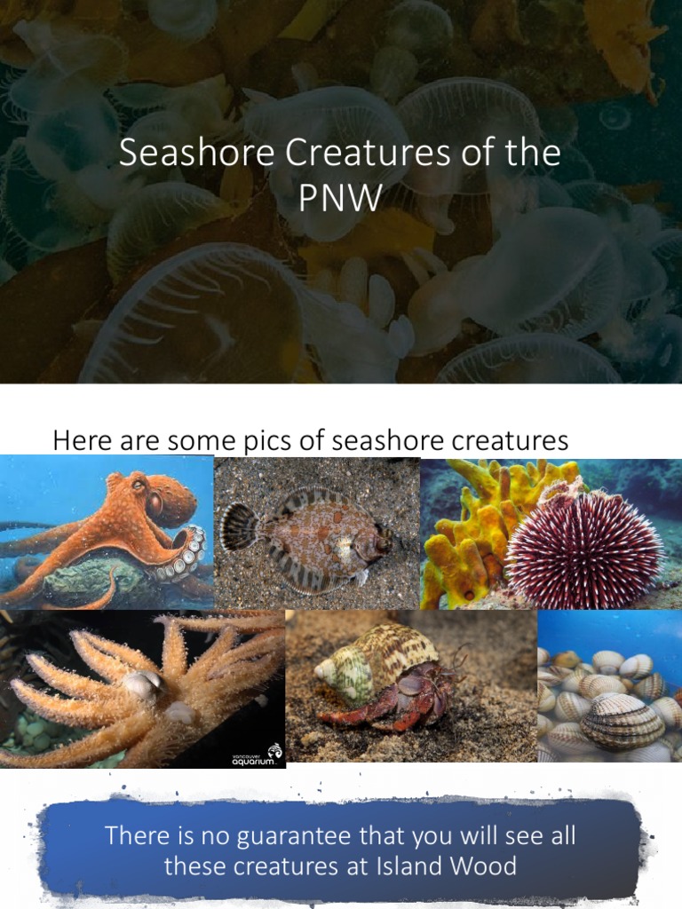 Seashore Creatures of The PNW | PDF
